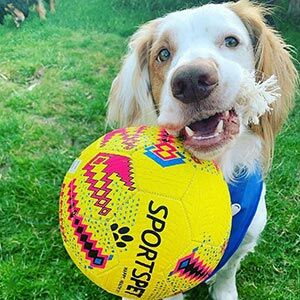 Paws and Passes: 3 Famous Footballers and Their Beloved Canine ...
