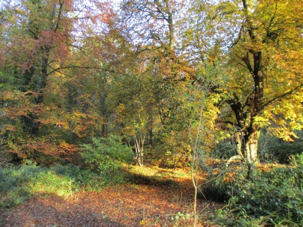 Forest dog walk near Puddletown, Dorset - Driving with Dogs