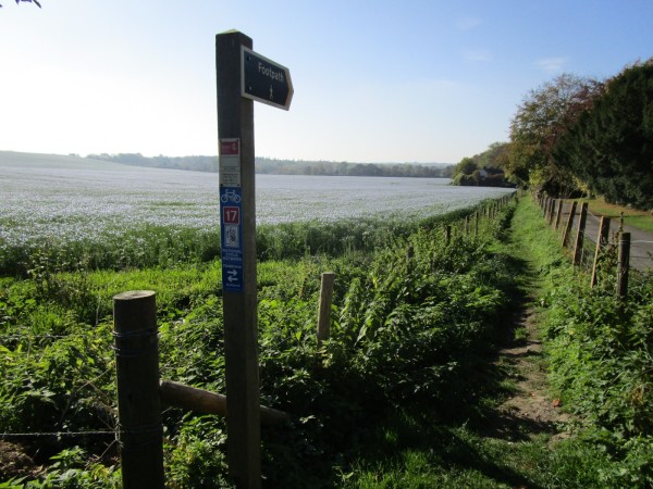 M20 Junction 8 dog walk, Kent - Driving with Dogs