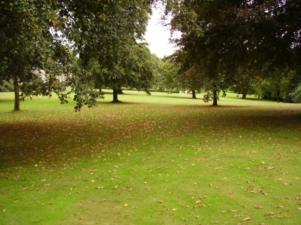 Tatton Park dog walk near Knutsford, Cheshire - Driving with Dogs