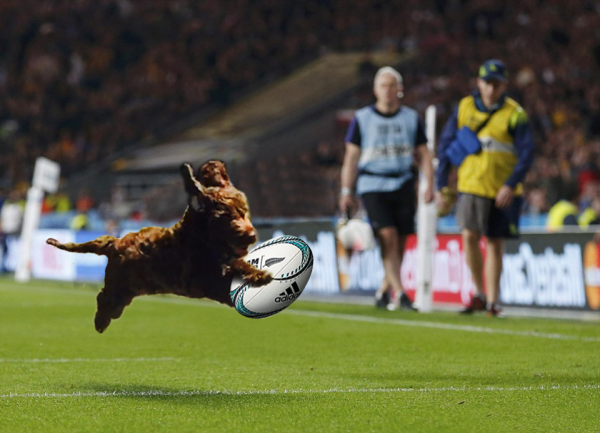 England Rugby Players and Their Beloved Canine Companions - Driving ...