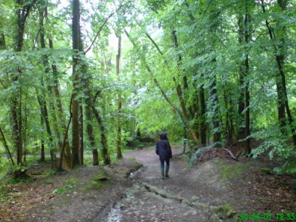 Dog walk in woodland near Ruthin, Wales - Driving with Dogs