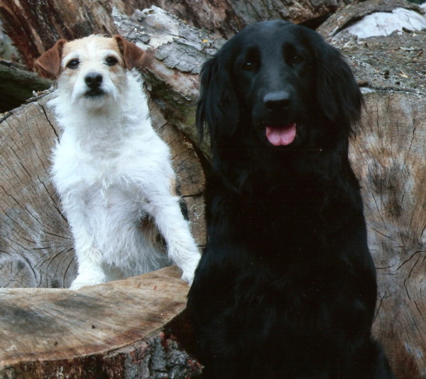 Cudworth Common local dog walk, South Yorkshire - Driving with Dogs