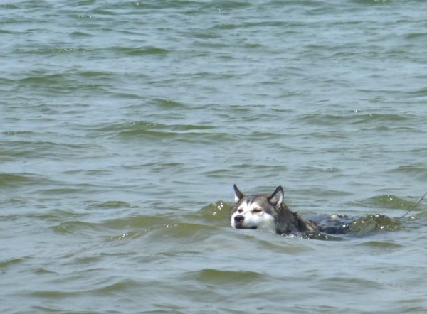 Rhosneigr dog-friendly beach, Anglesey, Wales - Driving with Dogs