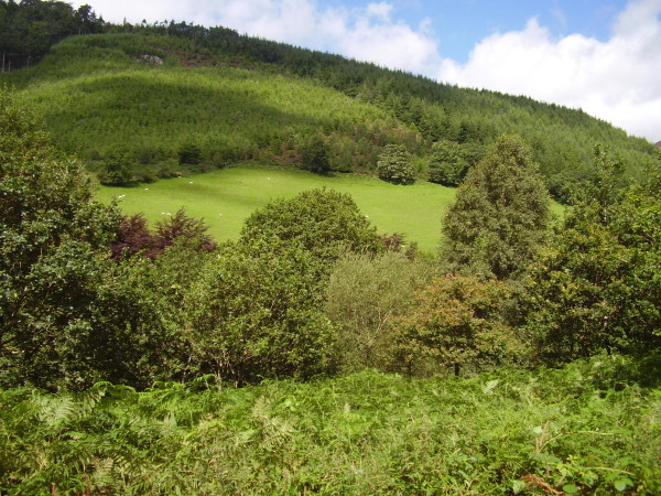 Corris dog walk, Gwynedd, Wales - Driving with Dogs