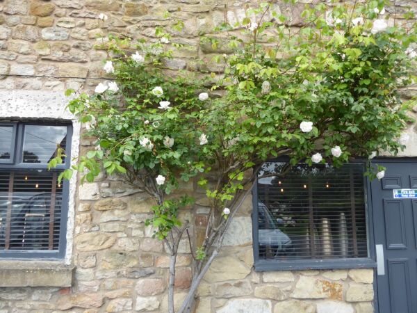 Dog-friendly gastro-pub near Blackburn, Lancashire - Driving with Dogs