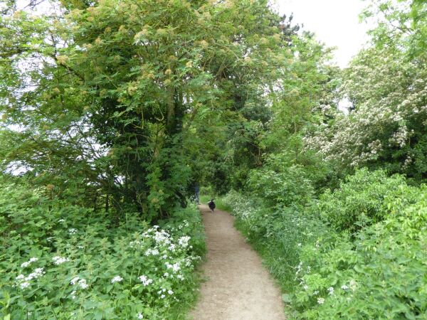 A gentle dog walk by the River Slea, Lincolnshire - Driving with Dogs