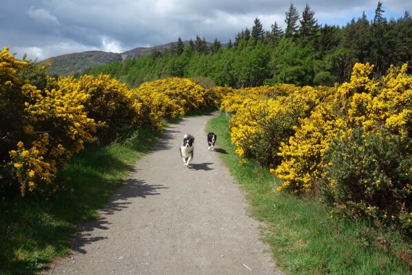 Loch Ness dog-friendly beach, dog walk and dog-friendly pub, Scotland ...