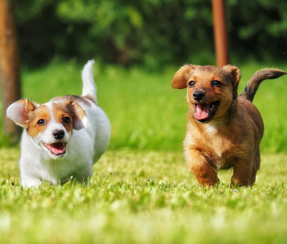 Secure dog fields close to motorway junctions on the M4, from Swansea ...